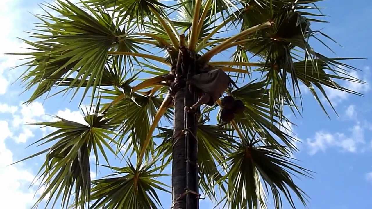 The Toddy Palm Climber - YouTube