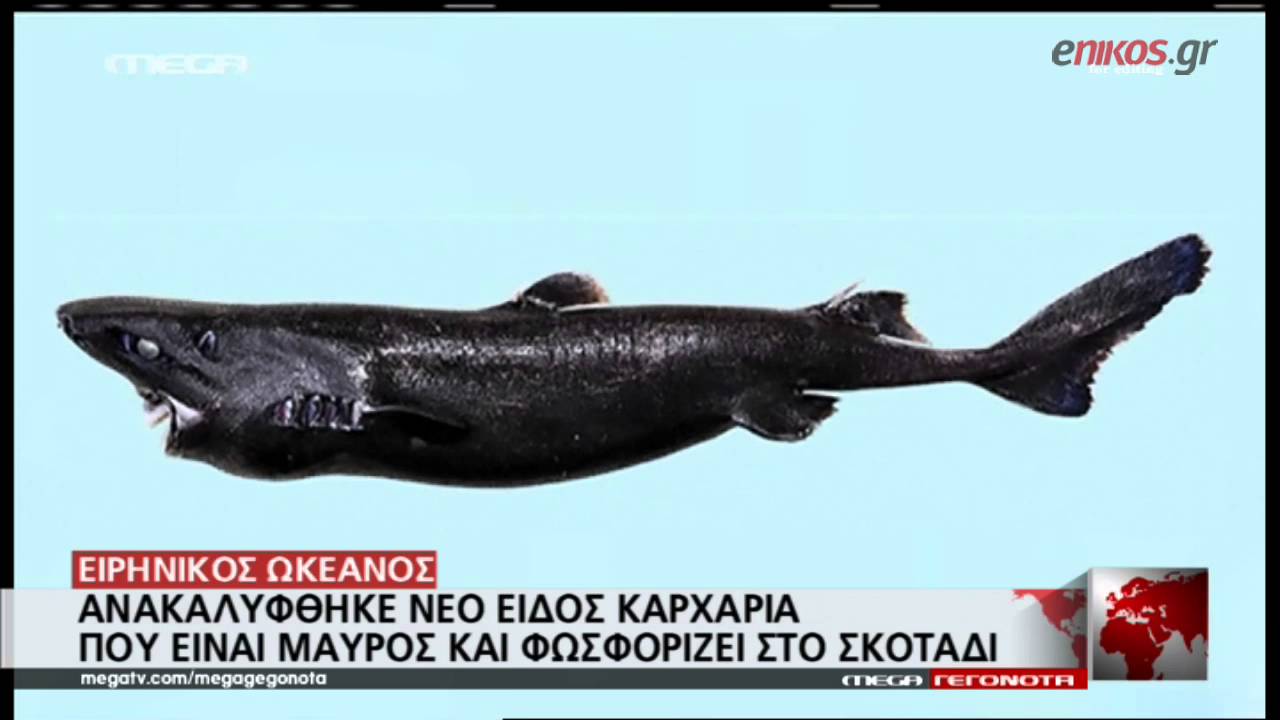 Ανακαλύφθηκε νέο είδος καρχαρία - ΒΙΝΤΕΟ - YouTube