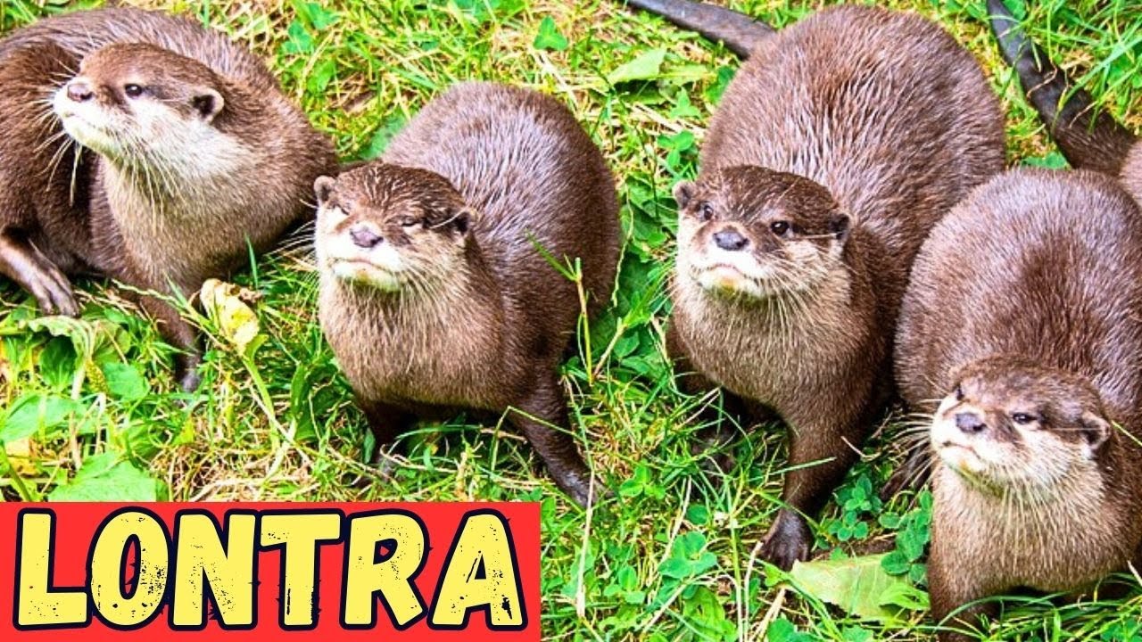 LONTRA [CONHEÇA ESTE ANIMAL INCRÍVEL] - YouTube