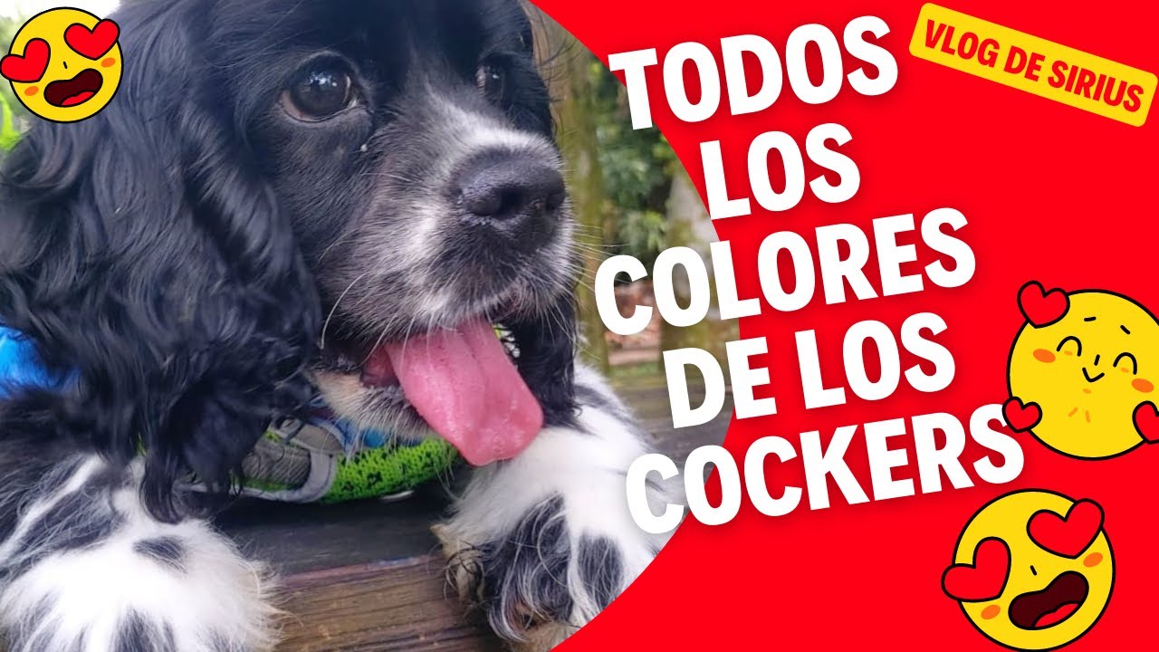 24 colores y patrones del Cocker Spaniel - #pets #dog #top - YouTube