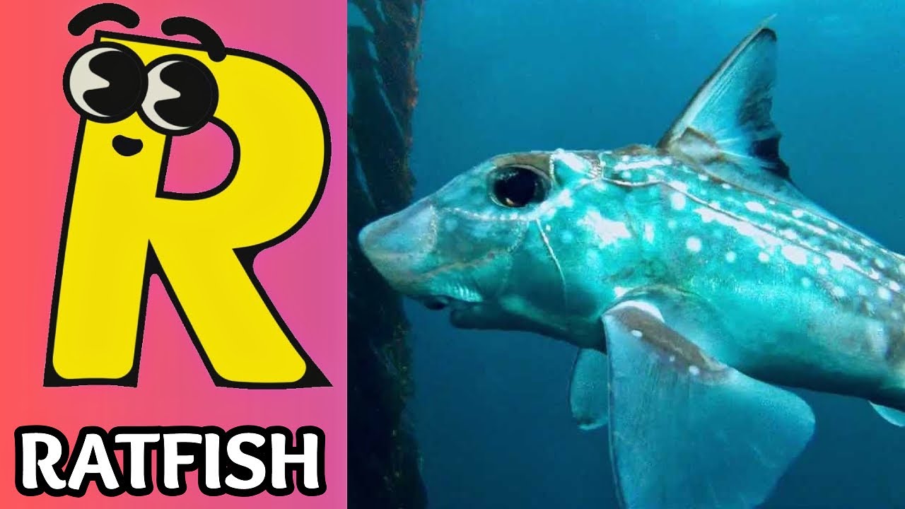 ABC Song | Sea Animals ABC Song | Phonics for Kids | Baby Alphabet ...