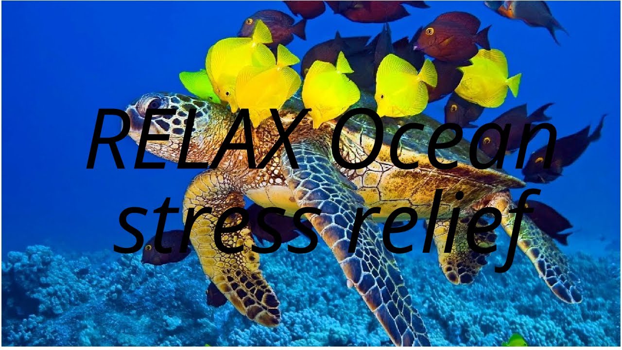 Relax Ocean stress relief - YouTube