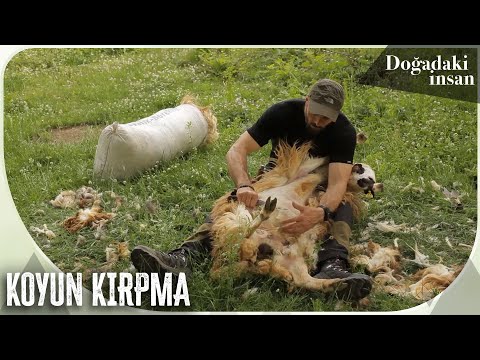 Serdar Kılıç köylülerle birlikte koyun kırpıyor | Doğadaki İnsan 9. Bölüm