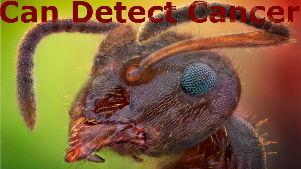 Ants can detect Cancer | Ants are trained to detect Cancer ...