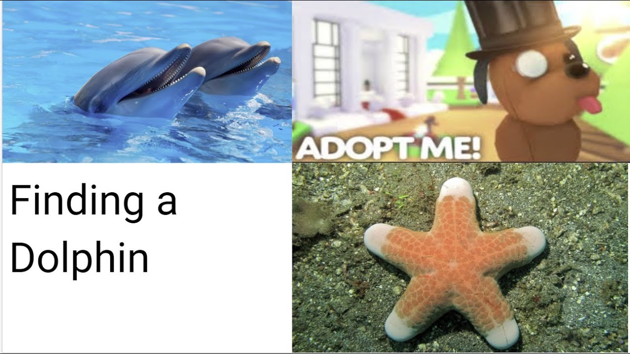 Finding a Dolphin - Adopt Me - YouTube