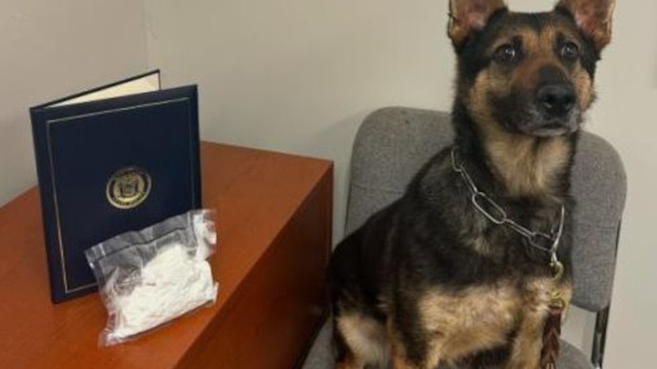 Police: drug sniffing dog finds coke - YouTube