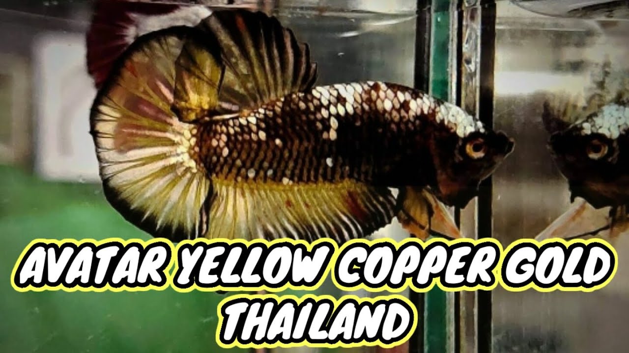 IKAN CUPANG AVATAR YELLOW COPPER GOLD THAILAND - YouTube