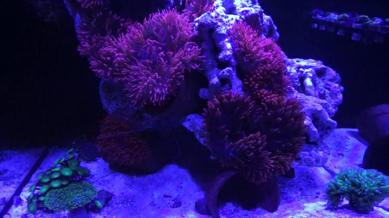 RBTA Rose Bubble Tip Anemone - YouTube
