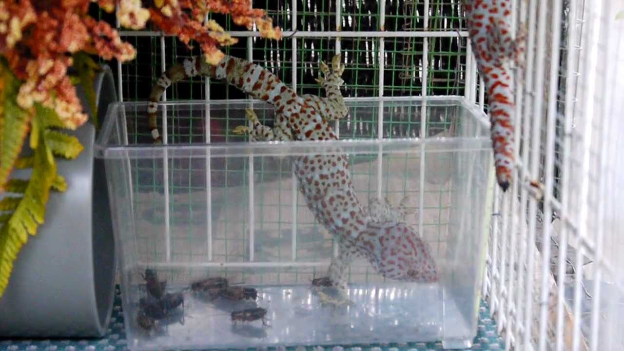 Tokay Gecko Used For Medicine - YouTube