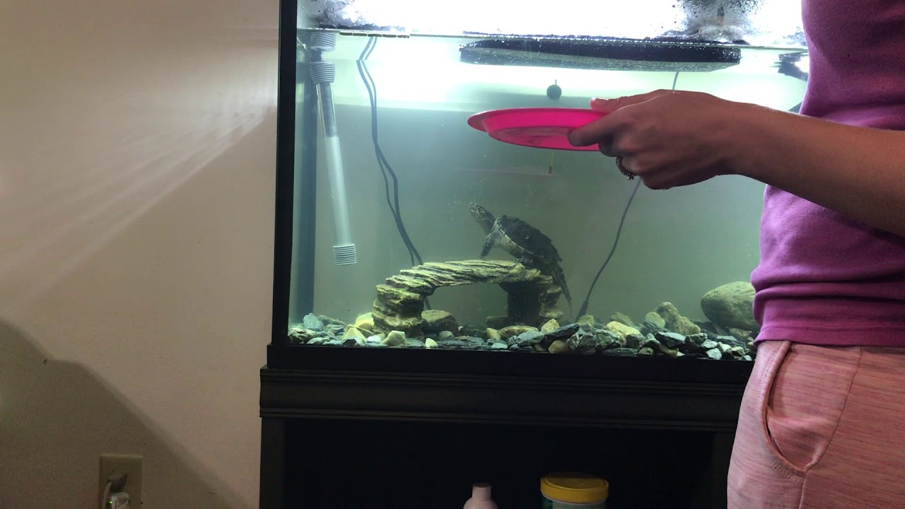 Snapping turtle Godzilla eats colossal shrimp - YouTube