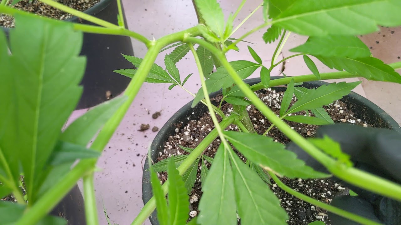 How To: How to Properly Defoliate Your Plants - YouTube