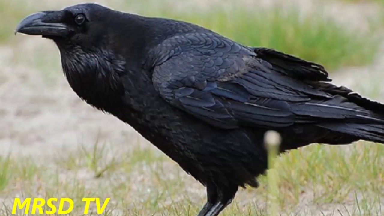 Crow The Most Intelligent Bird In The World! Top 48 Most Intelligent ...