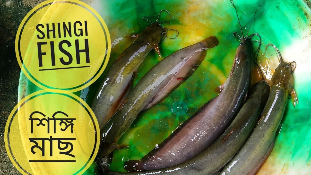SHINGI Fish Cutting || শিঙ্গি মাছ কাটার পদ্ধতি - YouTube