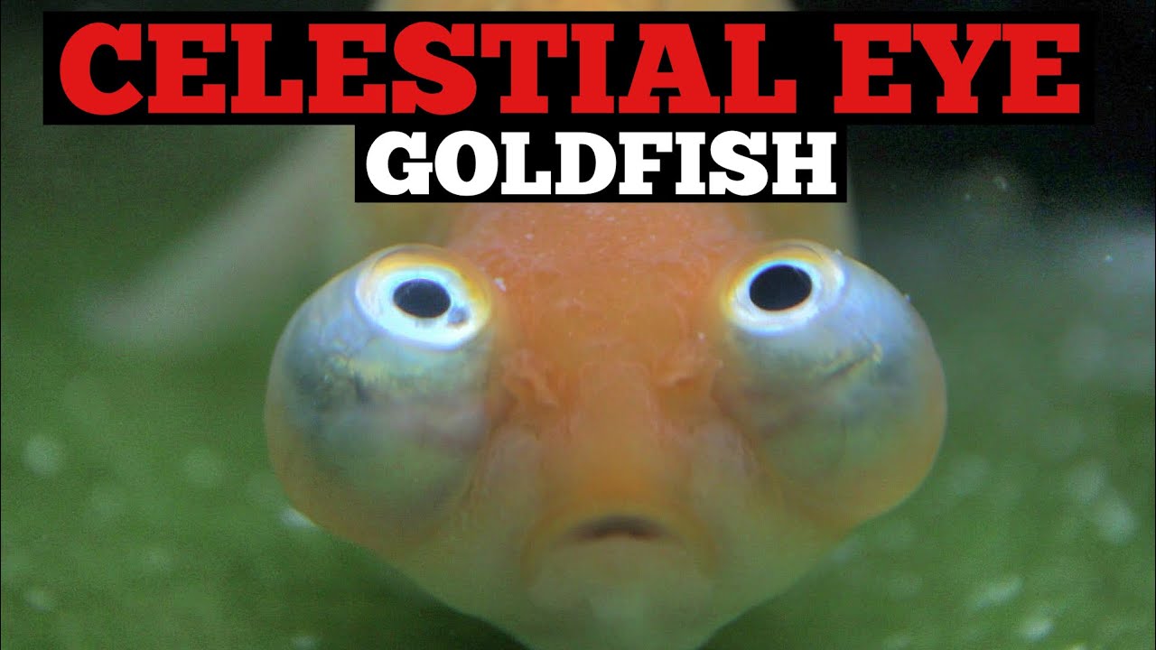 CELESTIAL EYE GOLDFISH - A CLOSE look! - YouTube