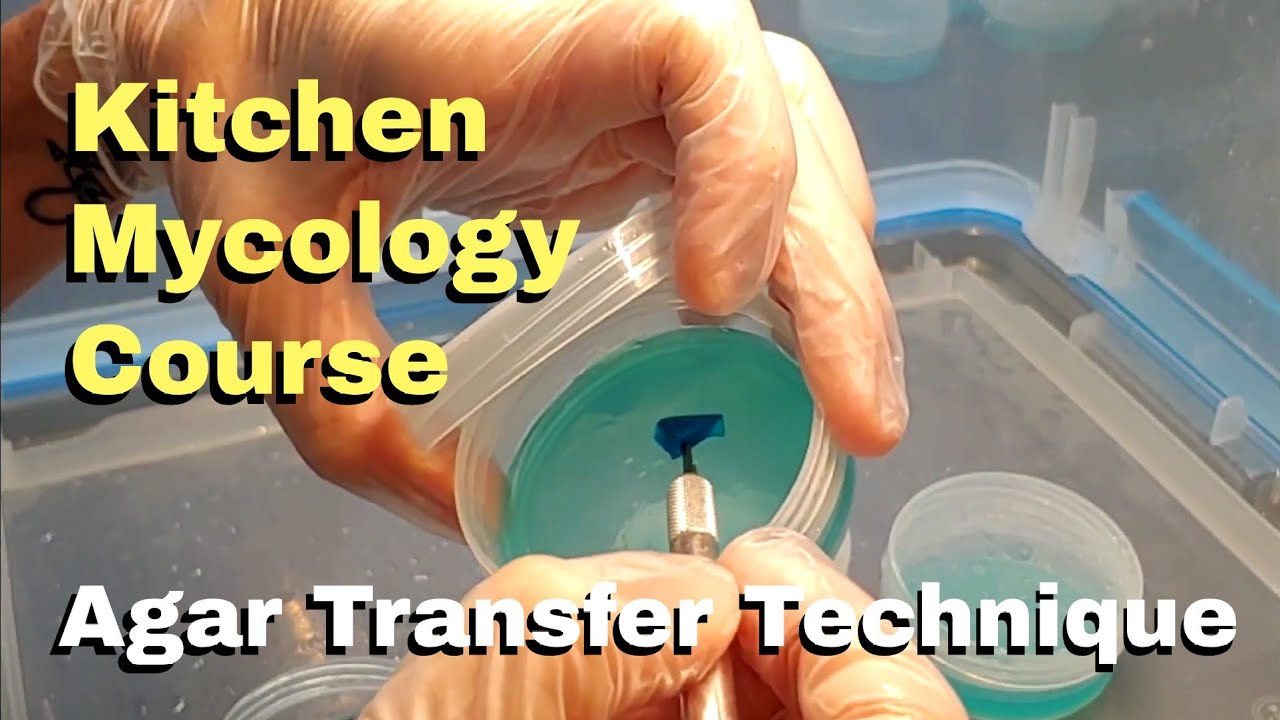 Agar Transfer Technique - YouTube