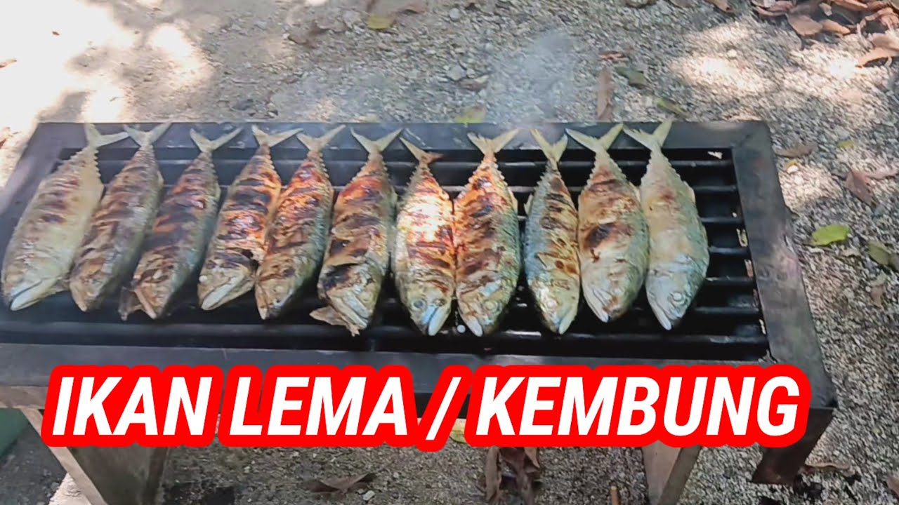 ACARA IKAN LEMA / KEMBUNG BAKAR DI SEKRET BERSAMA TEMAN FASILITATOR ...