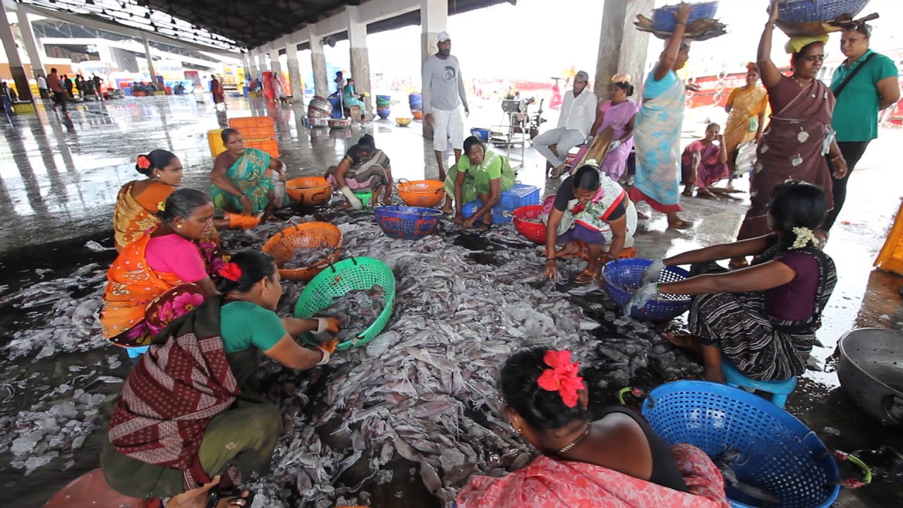 Malpe - Fish market - YouTube