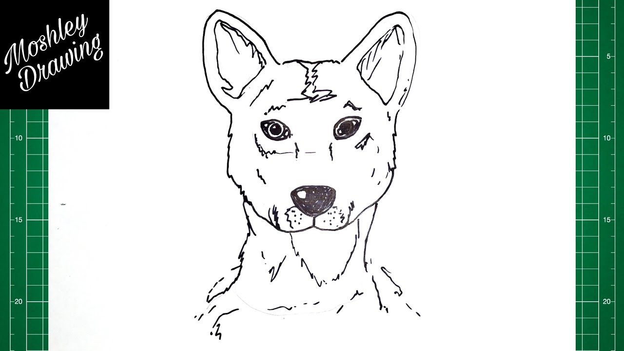 How to Draw a Dingo Head Step by Step - YouTube