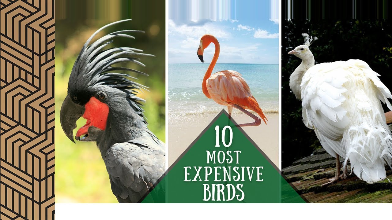Top 10 Most Expensive Birds In The World - YouTube