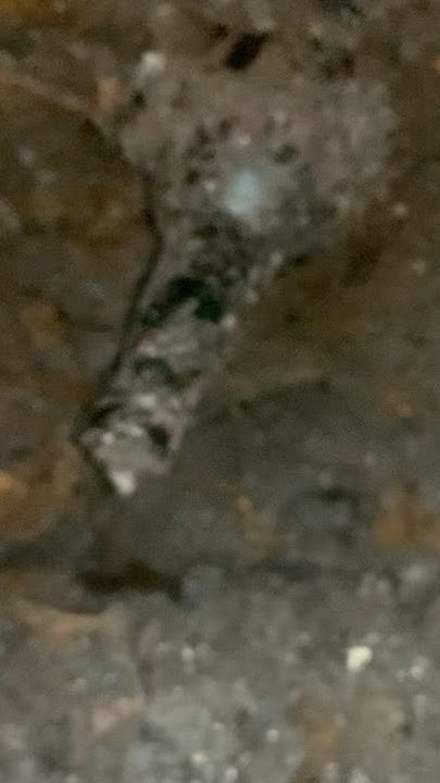 Live excavation of a two part mould beer bottle found bottle digging Glasgow Scotland - YouTube