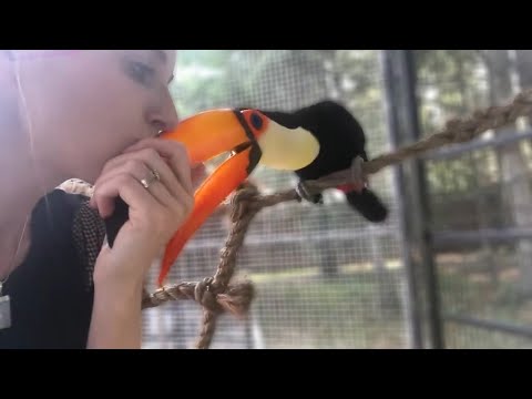 Want a Pet Toucan??? | Must Knows About TOUCANS As Pets