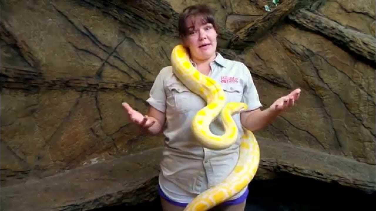 Creature Feature: Burmese Pythons - YouTube