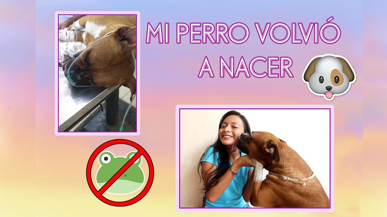 MI PERRO SOBREVIVIÓ AL VENENO DE UN SAPO!! - YouTube