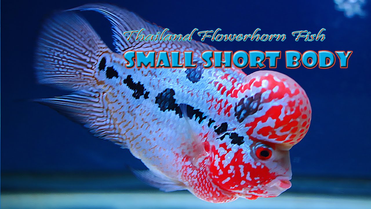 flowerhorn short body Thailand - YouTube