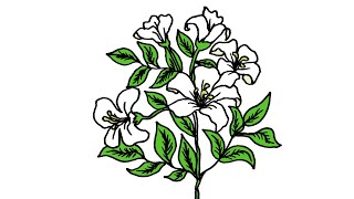 Philippine National Flower Sampaguita Drawing