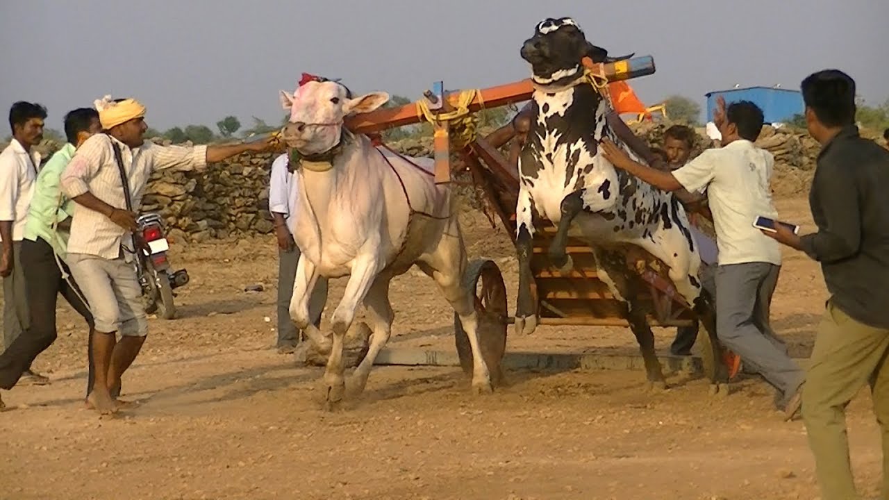Powerful Hebbala bulls | One minute bullock cart race - YouTube