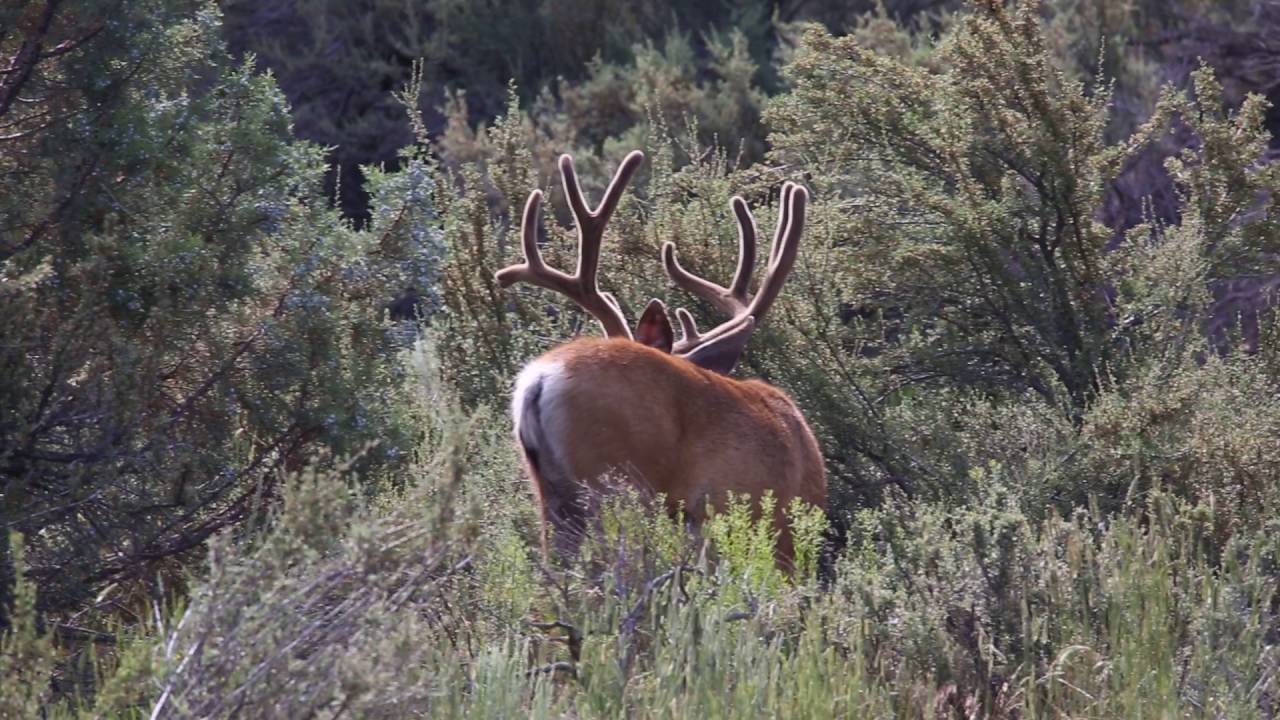 Antler growth Oregon 2016 Big buck - YouTube