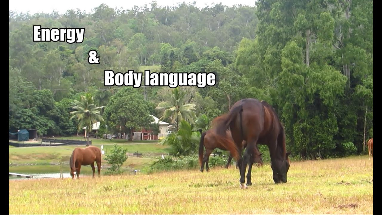 S1 E1 Reading your horse's body language - YouTube