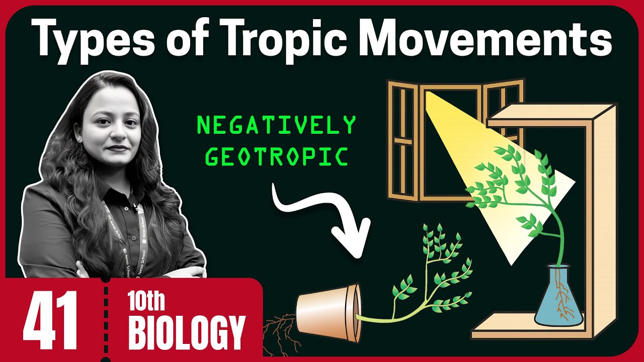 Types of Tropic Movements - YouTube