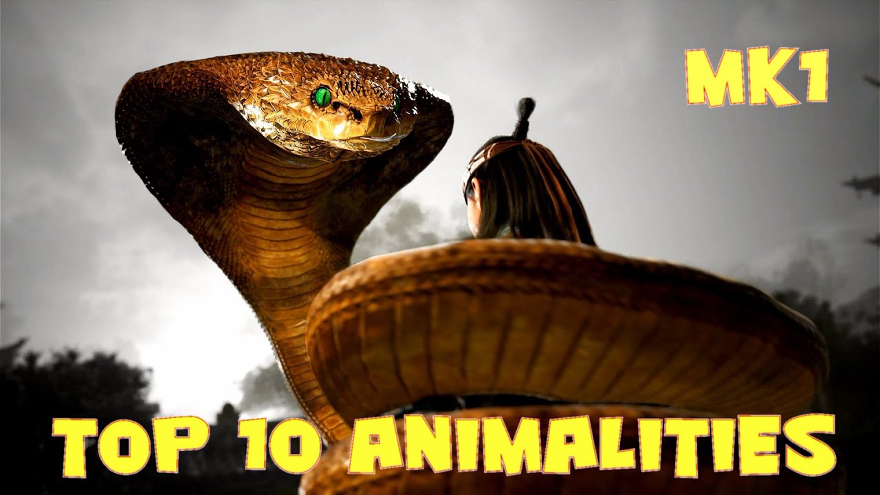 Mortal Kombat 1 Best Animalities - YouTube
