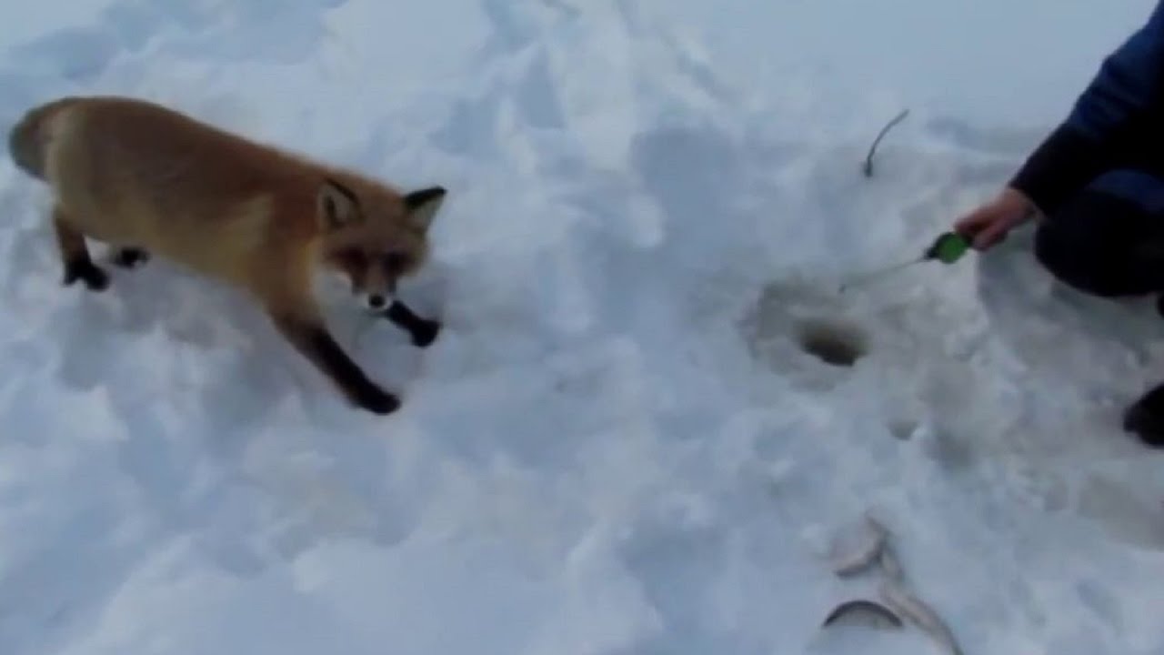 Brave fox on fishing. Insolent fox stealing the fish from the fishermen ...