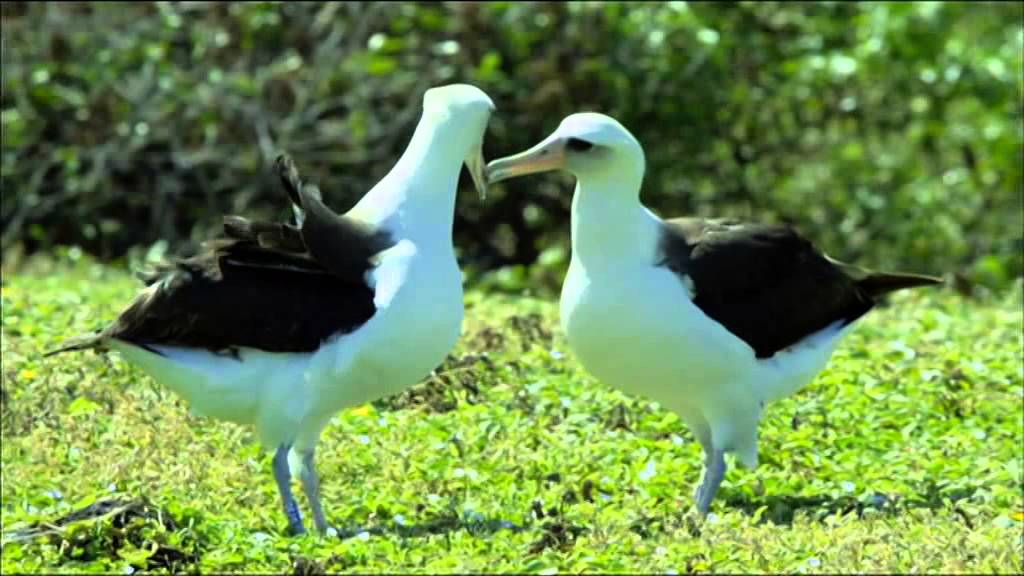 gay animals - YouTube