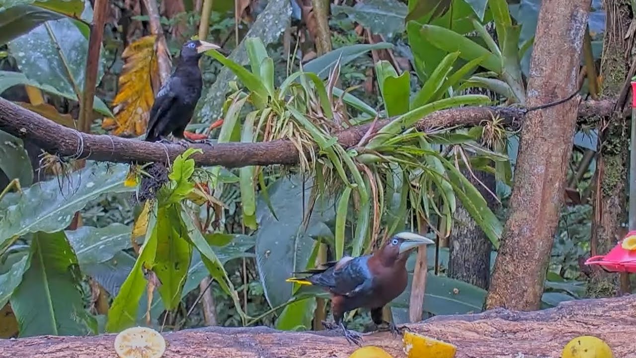 Two Oropendola Species! Chestnut-headed And Crested Oropendola Visit ...