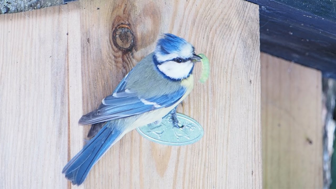 Wild Shorties #2 Pimpelmezen Familie: Het Grootbrengen van Jongen - YouTube