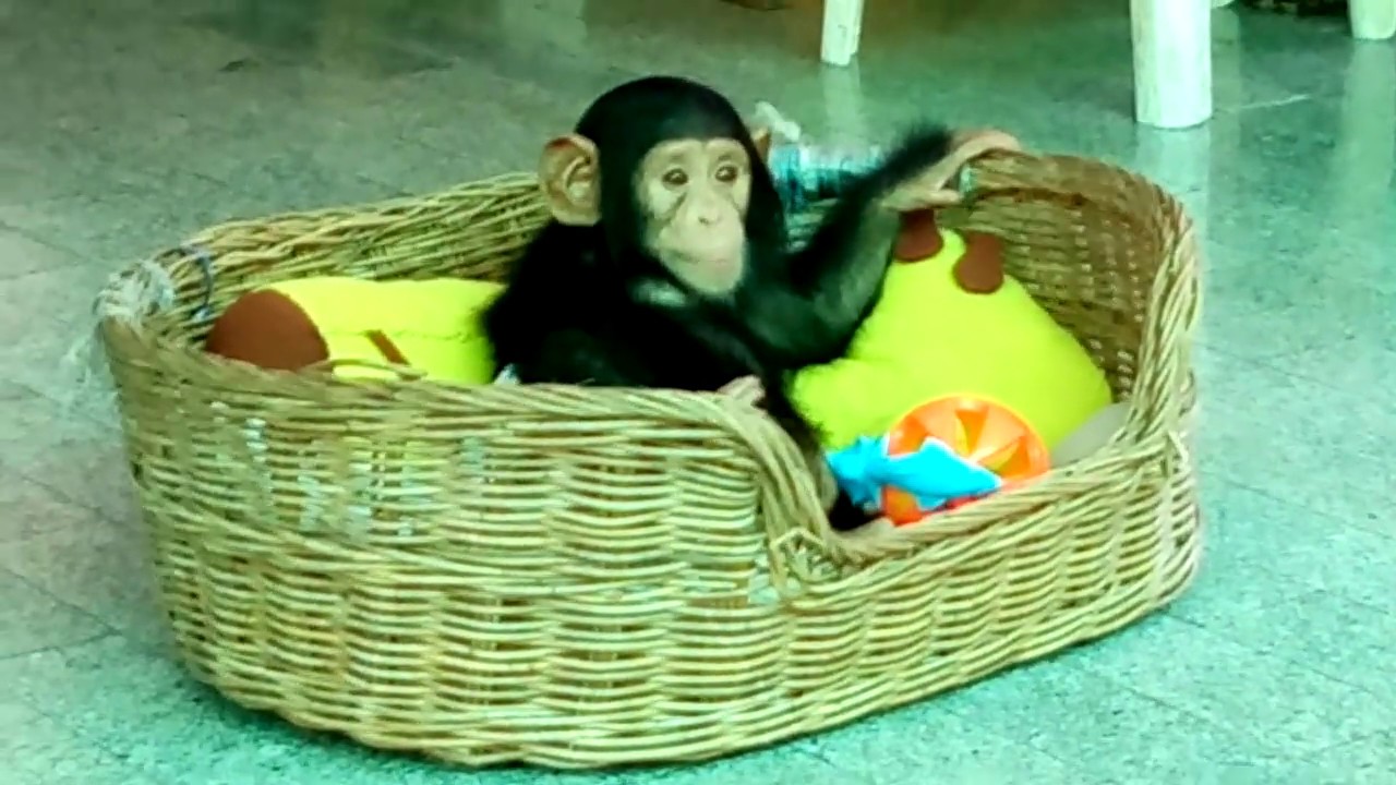 Look cute!!!! Baby Chimpanzee sit to play in basket - YouTube