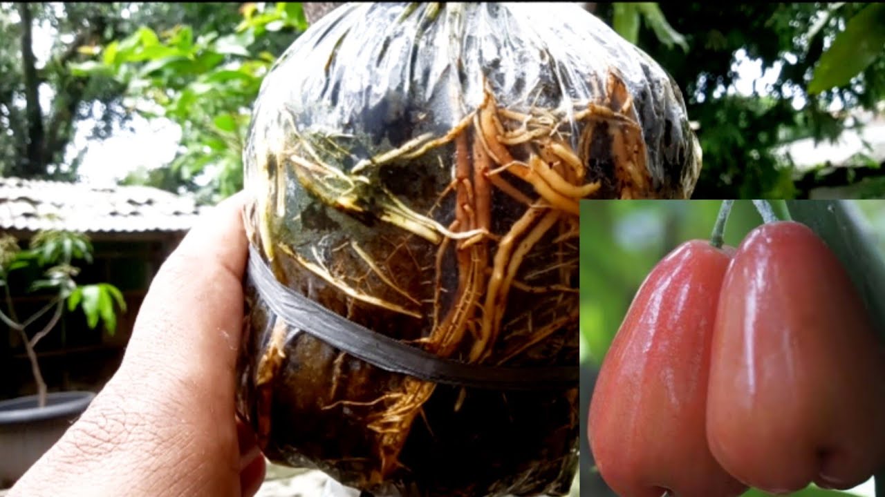 Kapan Cangkokan Jambu Air bisa di potong ? || Cara Tanam Jambu Air ...