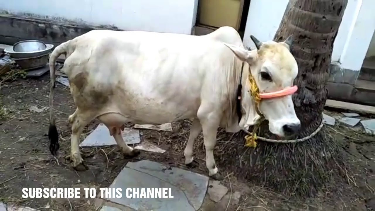 GIR GAUMATA IS WORLD BEST GIR GAUMATA AT GAUSHALA.....!!!! - YouTube