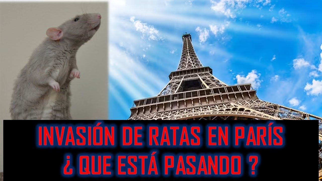 UNA INVASIÓN DE RATAS EN PARÍS ALTERA EL STATUS QUO DE FRANCIA - YouTube