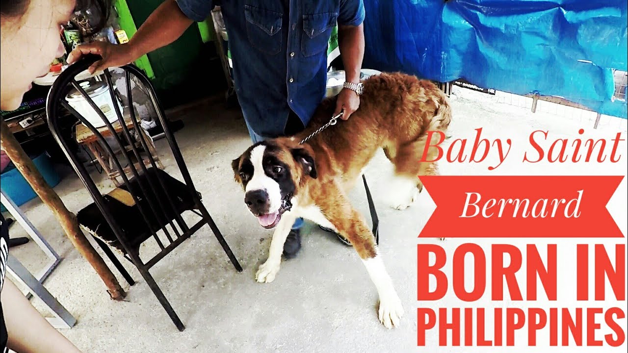 Saint Bernard Kiss Attack! | My First Vlog - YouTube