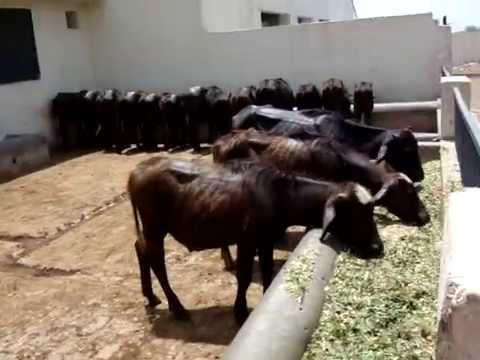 Buffalo Dairy Farm ,Lahore,Pakistan - YouTube