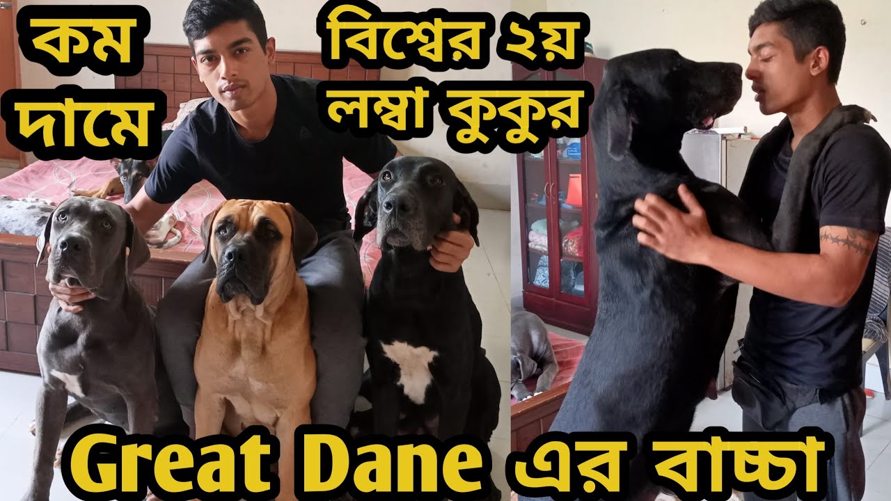 Great Dane dog in Bangladesh| Doberman dog price in Bd|Dog farm in ...