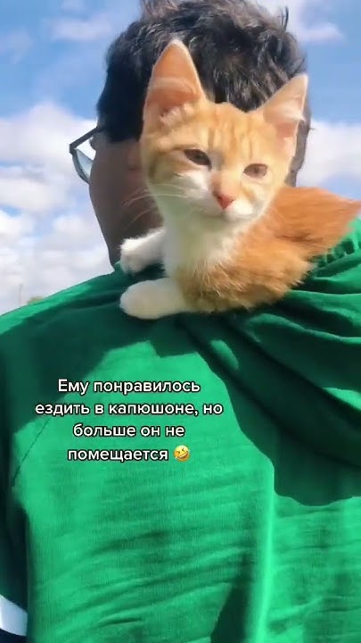 Кот в капюшоне Youtube