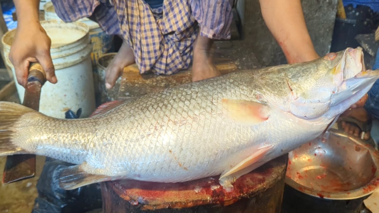 Super Fish Cutting Skills | Giant Delicious Bhetki Fish Cutting ...