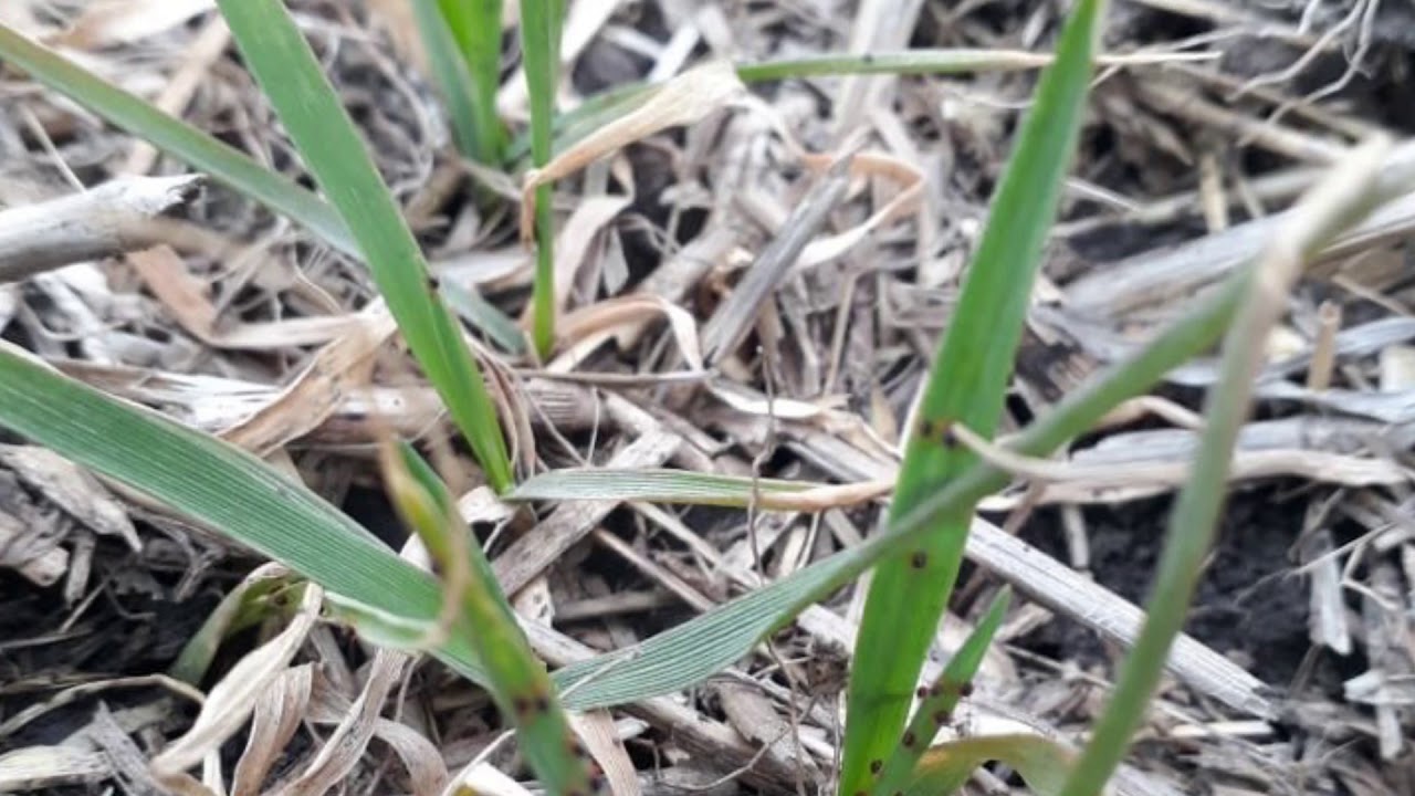 Зимний красноногий клещ Penthaleus major Duges - YouTube