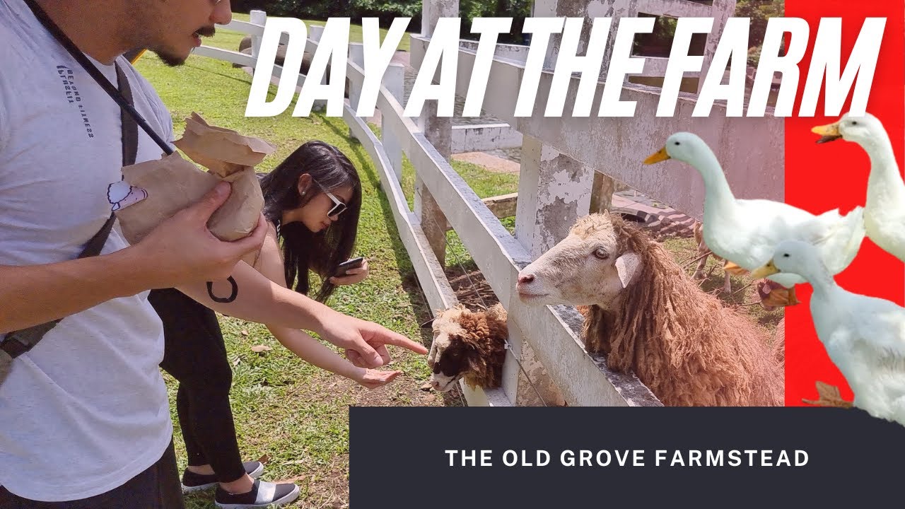 RELAXING DAY AT THE OLD GROVE FARMSTEAD BATANGAS - YouTube