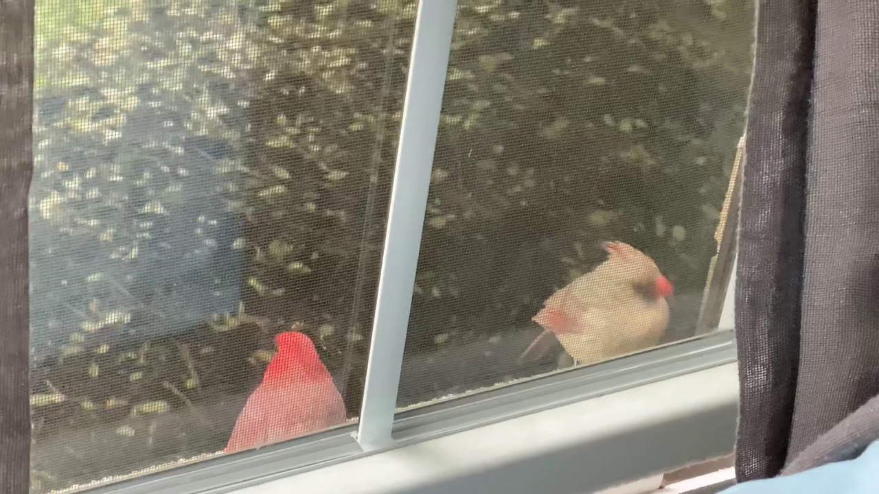 Red Cardinal couple on my windowsill - YouTube